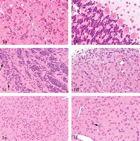 Histology Of The Central Nervous System Robert H Garman 2011