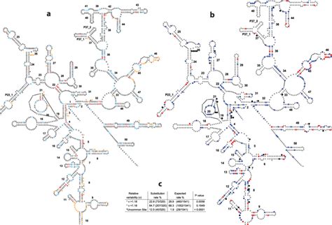 Secondary Structures Of 16s Rrna Genes From Borrelia Afzelii A The
