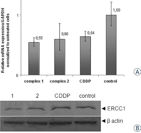 A Results Of The Qrt Pcr Analysis Of Ercc1 Mrna Presented As Diagrams