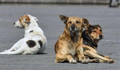 Día Nacional Del Perro La Importancia De Adopción Y Una Tenencia