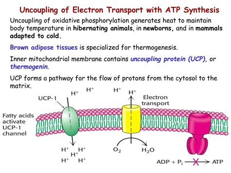 Ppt A Proton Gradient Powers The Synthesis Of Atp Powerpoint