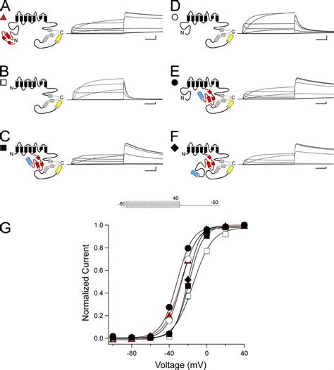 Proximal Domain Regulation Of Steady State Activation May Require A