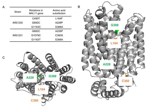 Jof Free Full Text Novel Evolutionary Engineering Approach To Alter