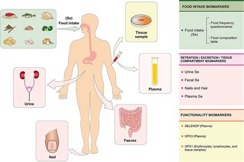 Frontiers Selenium In Human Health And Gut Microflora