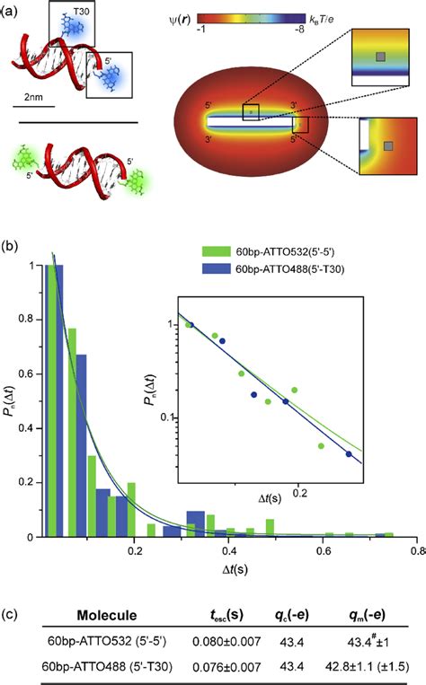 A Schematic Representation Of Two Species Of 60bp Dsdna Molecules