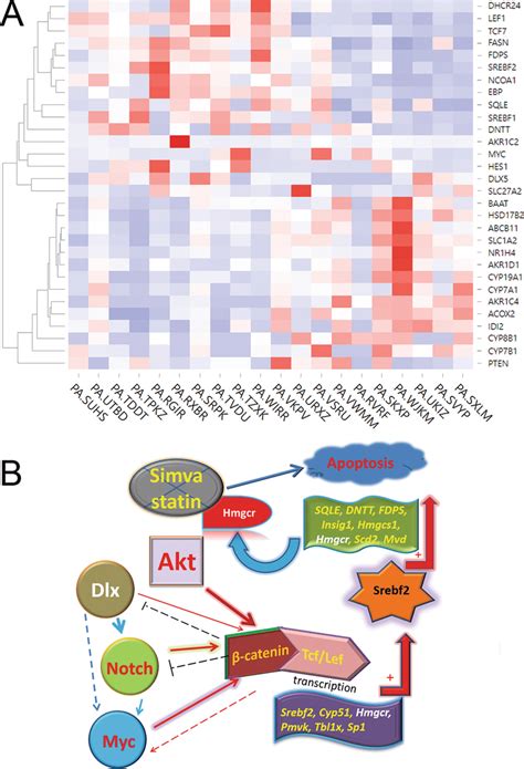 Correlation Of Tcf Lef Levels With Srebf2 Pathway Oncogenes And Tumor