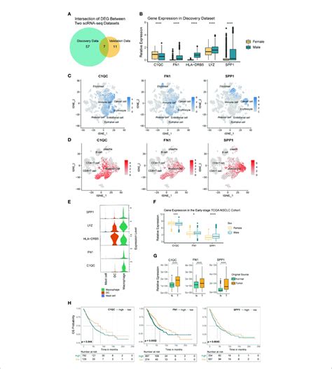 Differentially Expressed Genes Degs In Tams By Sex A Venn