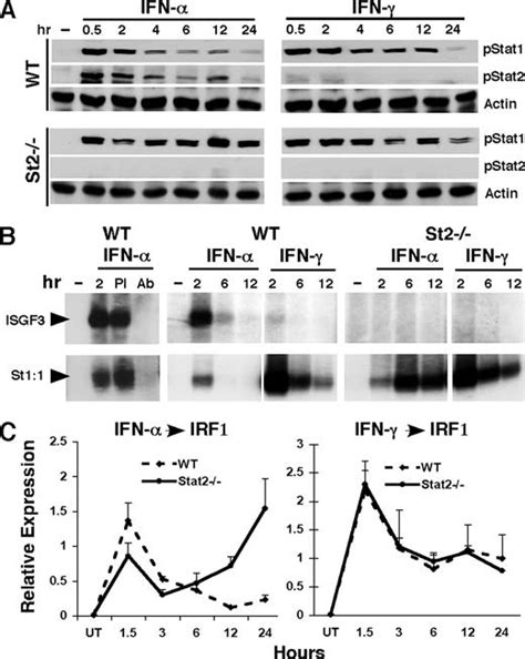 Stat2 Dependent Regulation Of Mhc Class Ii Expression1 The Journal Of