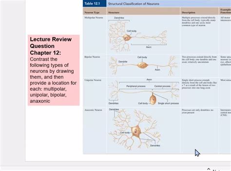 [solved] Table 12 1 Structural Classification Of Neurons Example Neuron