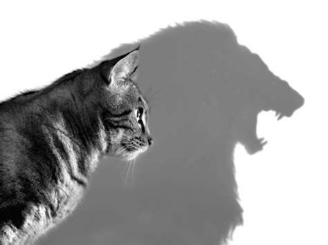 The Rathus Assertiveness Schedule Exploring Your Mind
