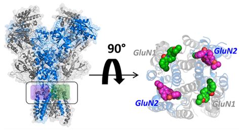 Distinct Glun1 And Glun2 Structural Determinants For Subunit Selective