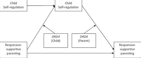 Conceptual Model T Time Drd4 Dopamine D4 Receptor Genotype This