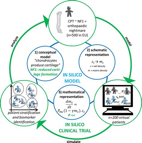 Schematic Overview Of The In Silico Clinical Trial Presented In This