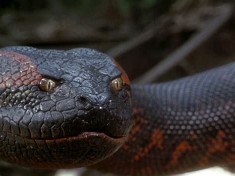 it s a scream museum s final friday features “anaconda” plus live boas