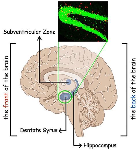 Sites Of Neurogenesis In The Brain This Figure Shows An Adult Human