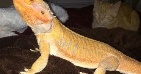 bearded dragon i found on the side of east piedmont album on imgur