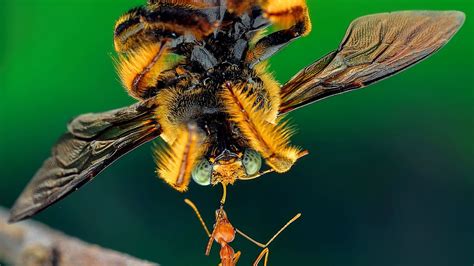 un bee lievable amazing ant is photographed lifting a bee five times