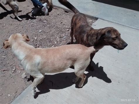Se Extienden Perros Callejeros En Comunidades De San Juan Del Río
