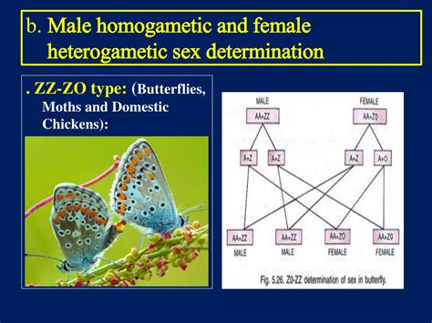 Ppt Sex Determination లింగ నిర్దారణ Powerpoint Presentation Id 597194