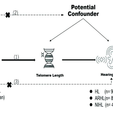 Schematic Diagram Of The Two Sample Mendelian Randomization Analysis