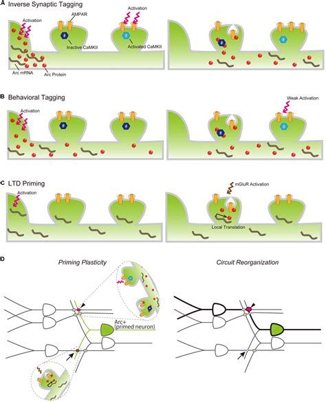 C Fos Neuronal Activation Synthesis Telegraph
