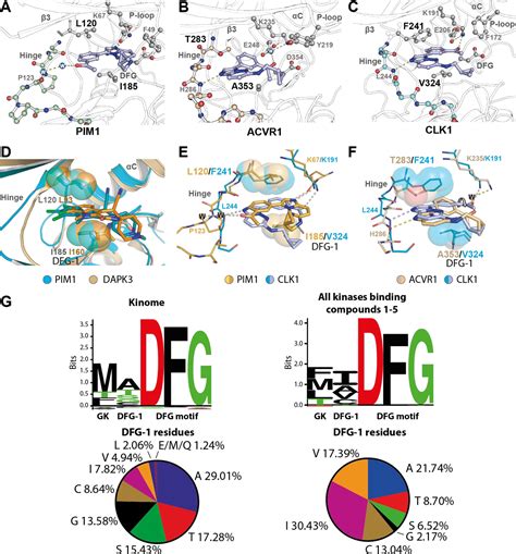 Dfg 1 Residue Controls Inhibitor Binding Mode And Affinity Providing A