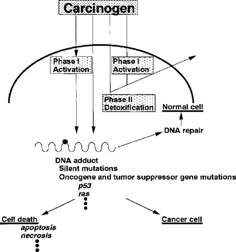 The Metabolic Pathways Of Carcinogen Carcinogens Introduced Into Cells
