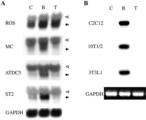 Bmp 2 Induced Runx2 Expression Is Mediated By Dlx5 And Tgf β1 Opposes