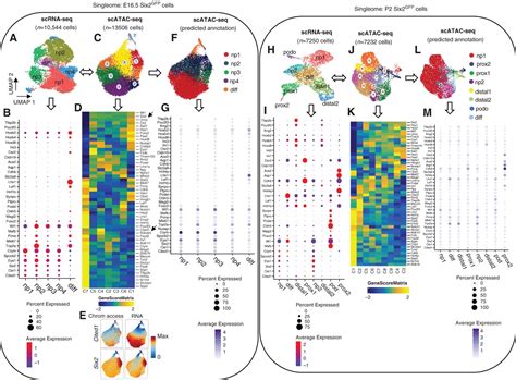 Single Cell Chromatin And Gene Regulatory Dynamics Of Mouse