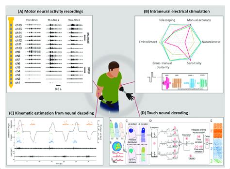 Decoding And Encoding Of Neural Signals A Neural Motor Activity
