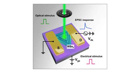 High Performance Artificial Synapse Based On Cvd Grown Wse2 Flakes With