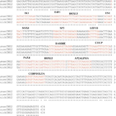 Comparative Architecture Of Non Coding Sequence 2 Cne2 Across