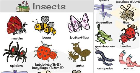 100 names of insects list of insects in english with pictures 7esl