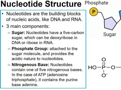 As Biology Nucleotides And Dna Replication Teaching Resources