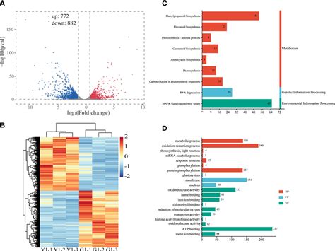 Frontiers Transcriptome Wide M6a Methylation In Natural Yellow Leaf