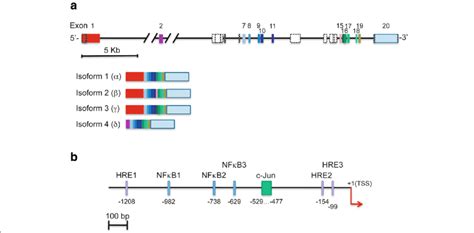 Human Paxillin Gene Map A Exon Intron Organization The Gene Spans