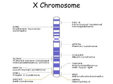 ppt sex linked genes powerpoint presentation free download id 2922913