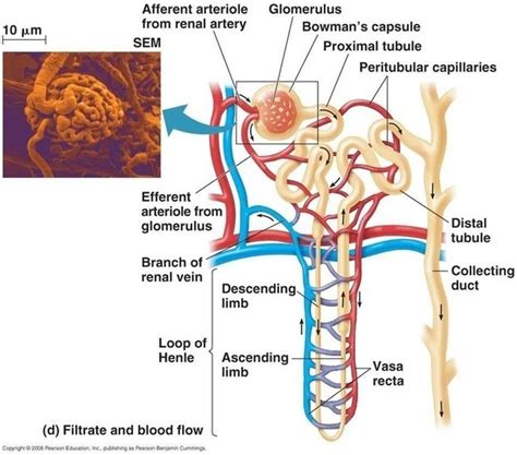 Flashcards Urinary System Quizlet
