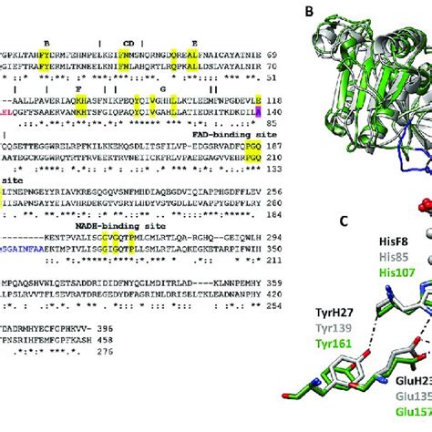 Sequence Alignment And Protein Structure Alignment Of Flavohemoglobins