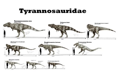 Tyrannosauridae By Teratophoneus On Deviantart