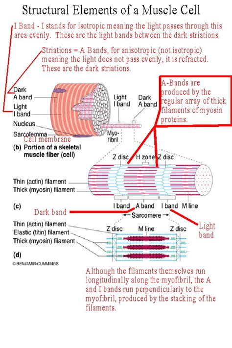 Biol 237 Class Notes Muscle Cells And Muscle Physiology