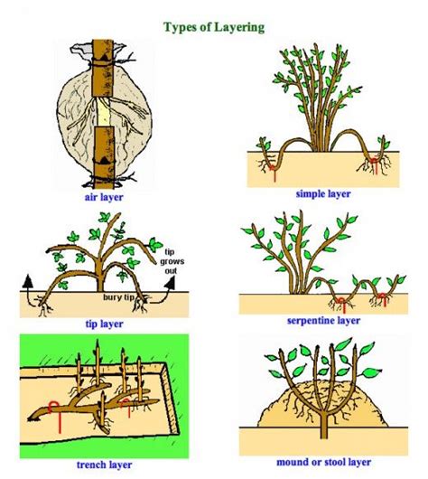 Layering Plants For Propagating New Plants In Your Garden Propagating