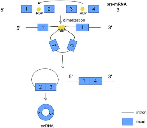 Rna Binding Proteins Rbp Bind To Introns On Both Sides Of The Exon