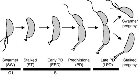 The C Crescentus Cell Cycle Cartoon Showing The Different Stages Of