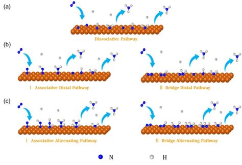 The Schematic Diagrams Of Main Reaction Pathways Of Electrocatalytic