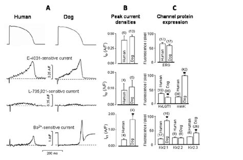 Comparison Of Peak Ikr Iks And Ik1 Current Densities In Human And