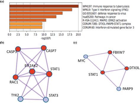 Insights Into Functional Connectivity In Mammalian Signal Transduction