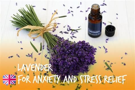 Exploring The Benefits Of Lavender For Anxiety And Stress Relief An In
