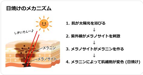 【原因と対策】なぜ「目の日焼け」が危険なのか？症状やメカニズム＆予防方法6選 おめめ姫 眼精疲労サプリおすすめランキング【42種類飲ん