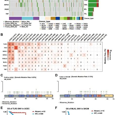 Single Nucleotide Variation Snv Analysis Of Necroptosis Related